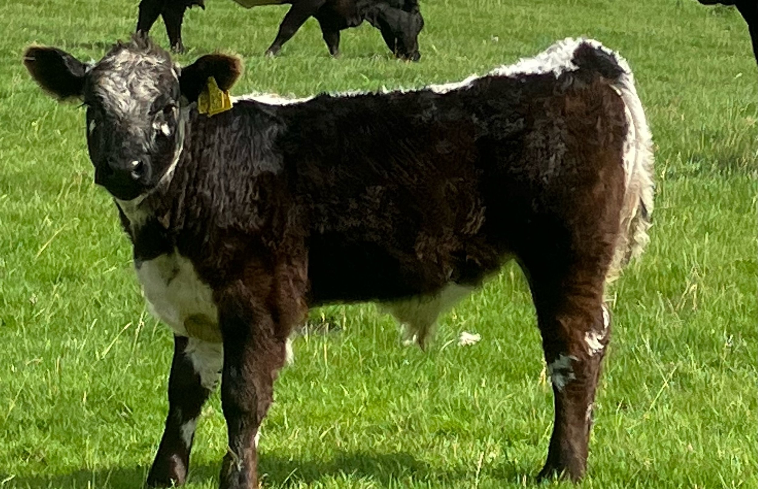 Virtual Show 2023 Results — Riggit Galloway Cattle Society