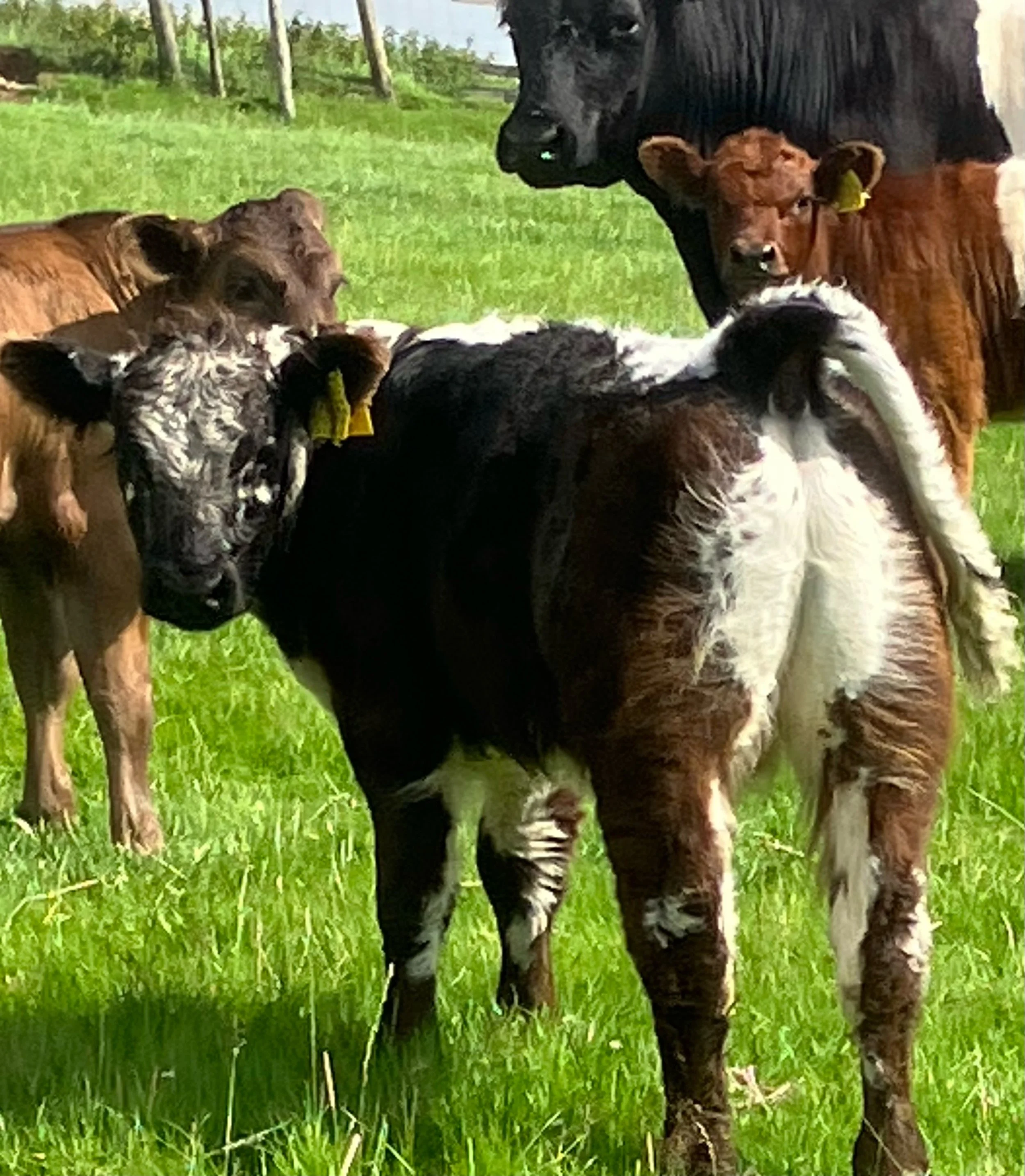 Virtual Show 2023 Results — Riggit Galloway Cattle Society