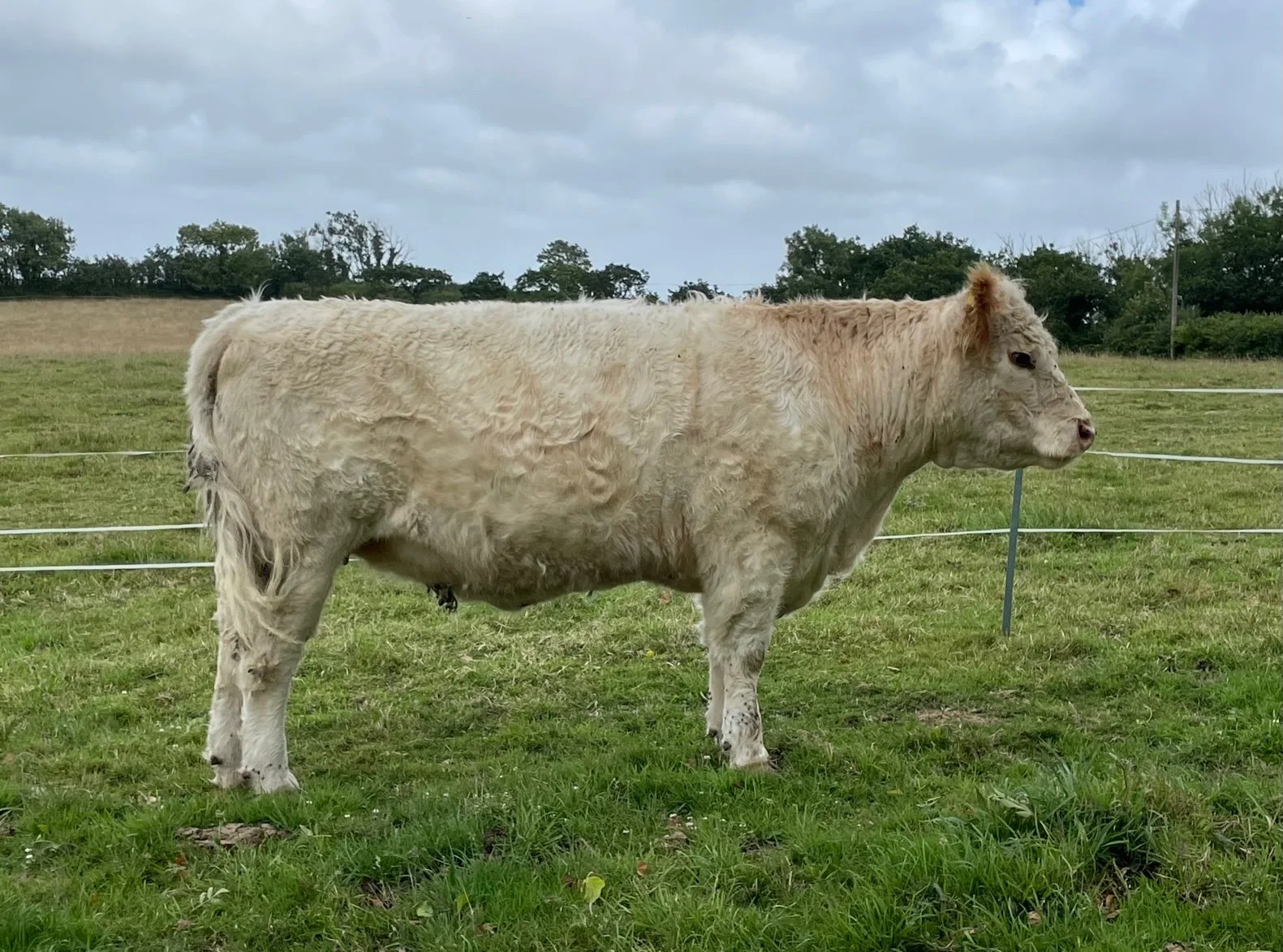 Virtual Show 2023 Results — Riggit Galloway Cattle Society