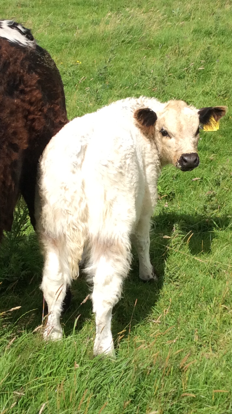 Virtual Show 2023 Results — Riggit Galloway Cattle Society