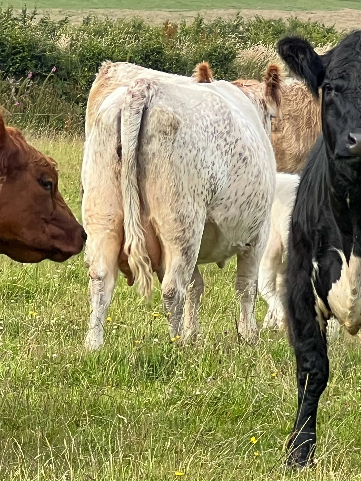 Virtual Show 2023 Results — Riggit Galloway Cattle Society