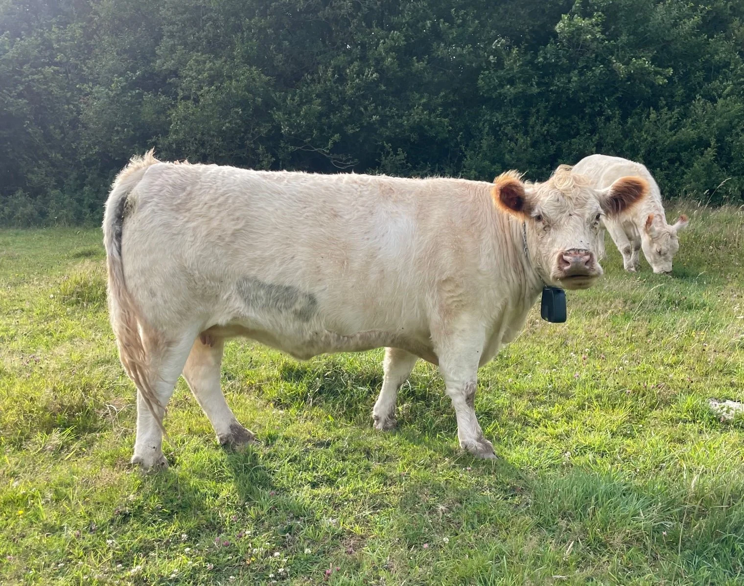 Virtual Show 2023 Results — Riggit Galloway Cattle Society