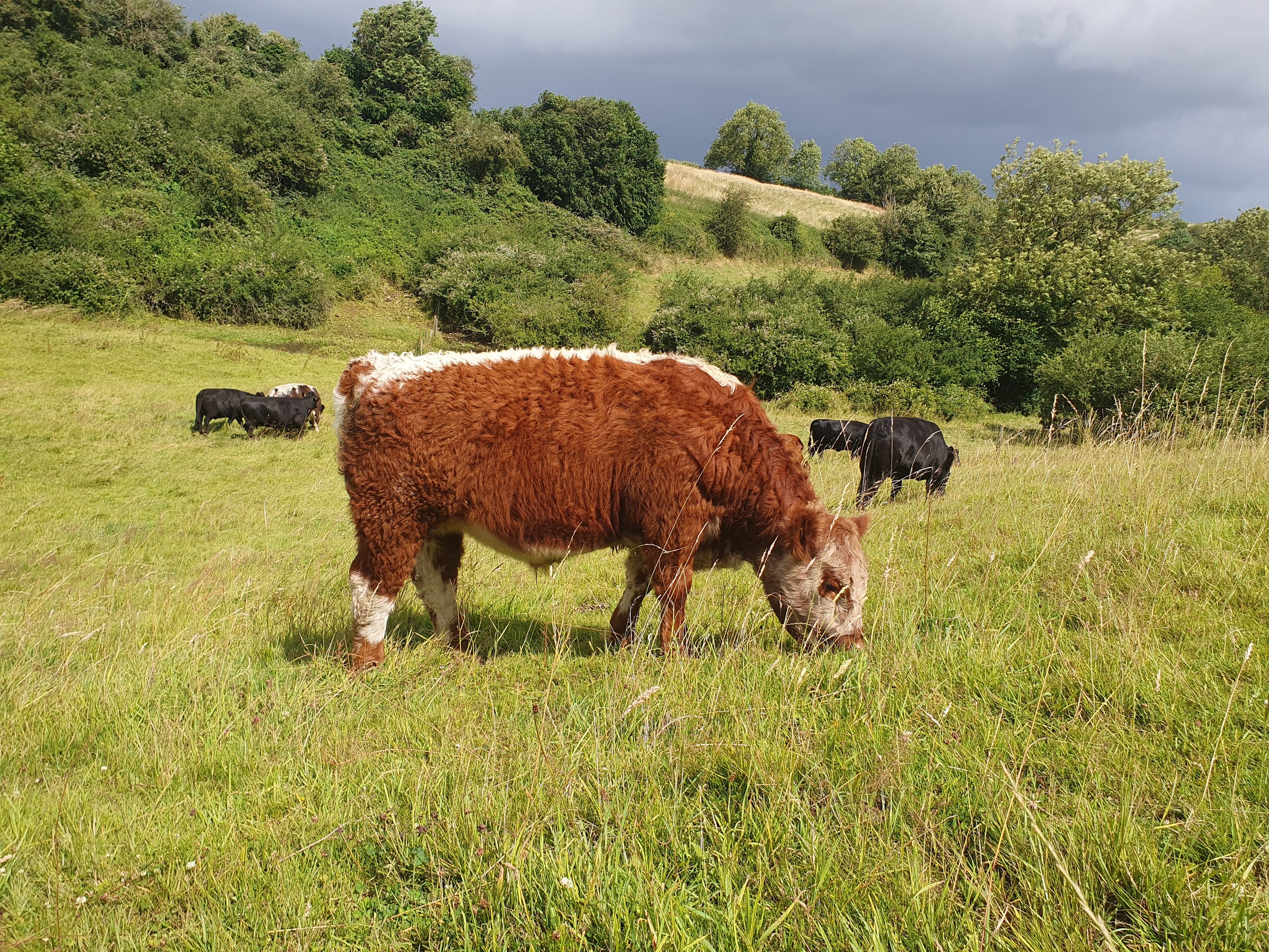 Virtual Show 2023 Results — Riggit Galloway Cattle Society