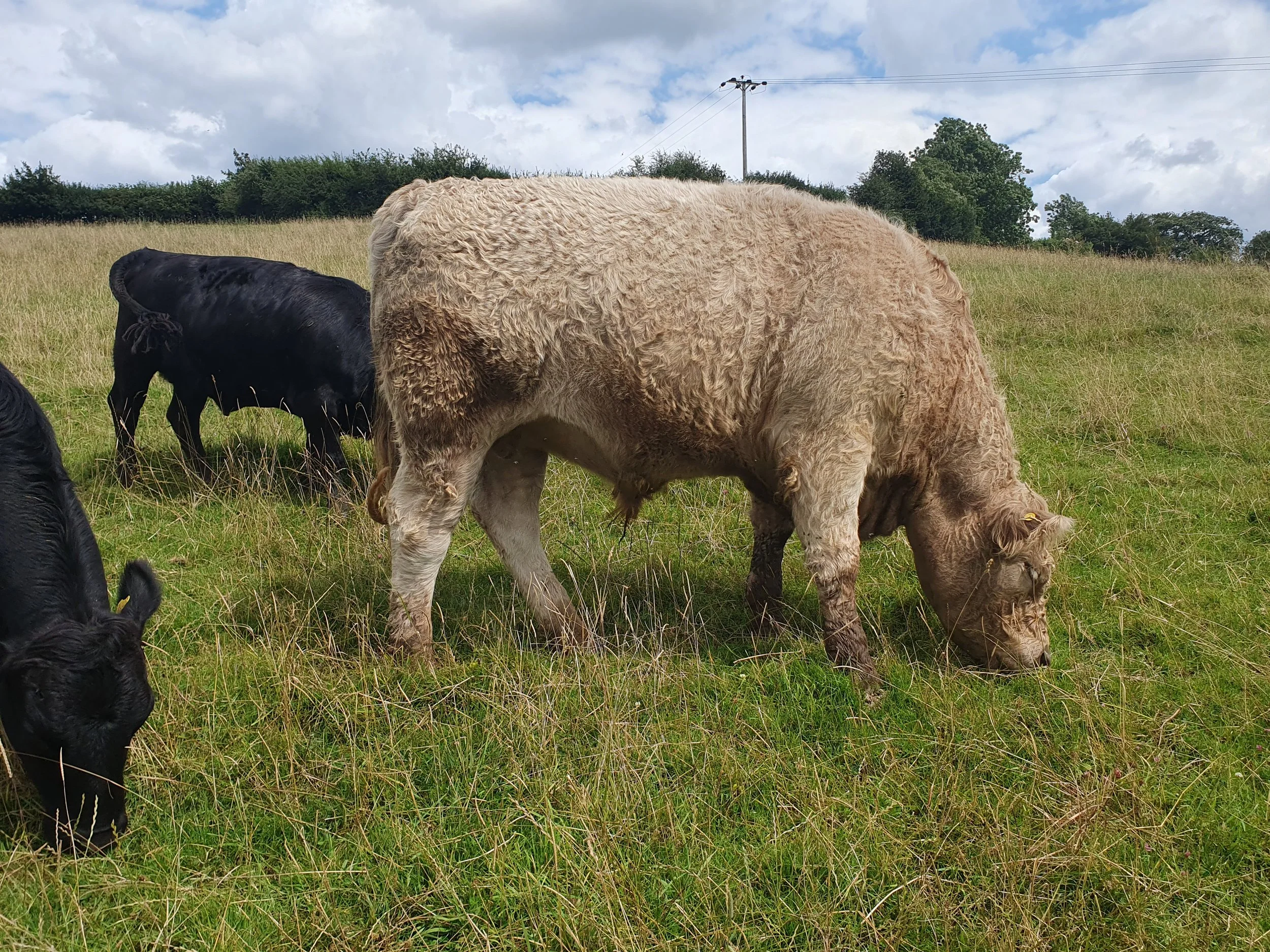 Virtual Show 2023 Results — Riggit Galloway Cattle Society
