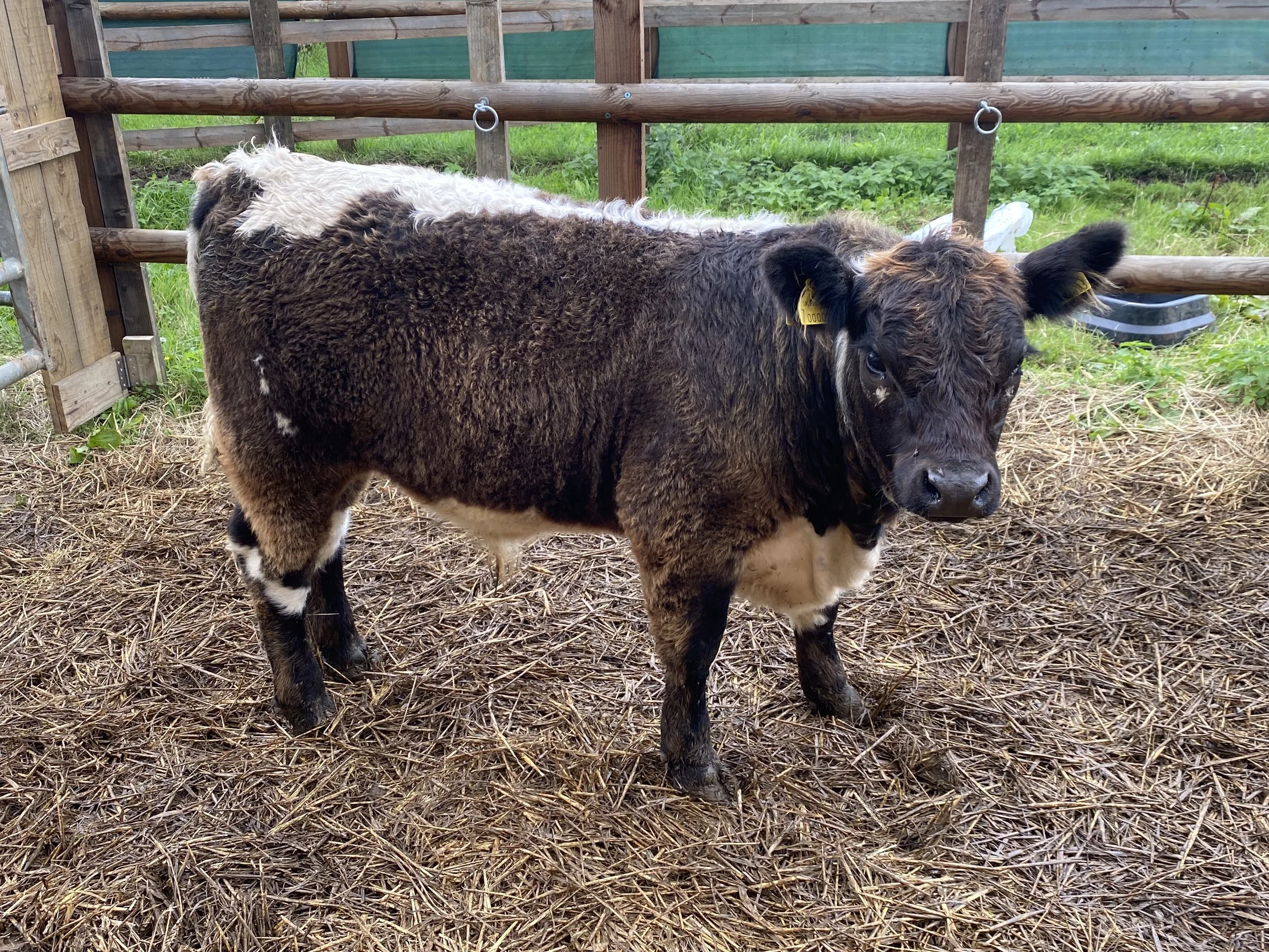Virtual Show 2023 Results — Riggit Galloway Cattle Society