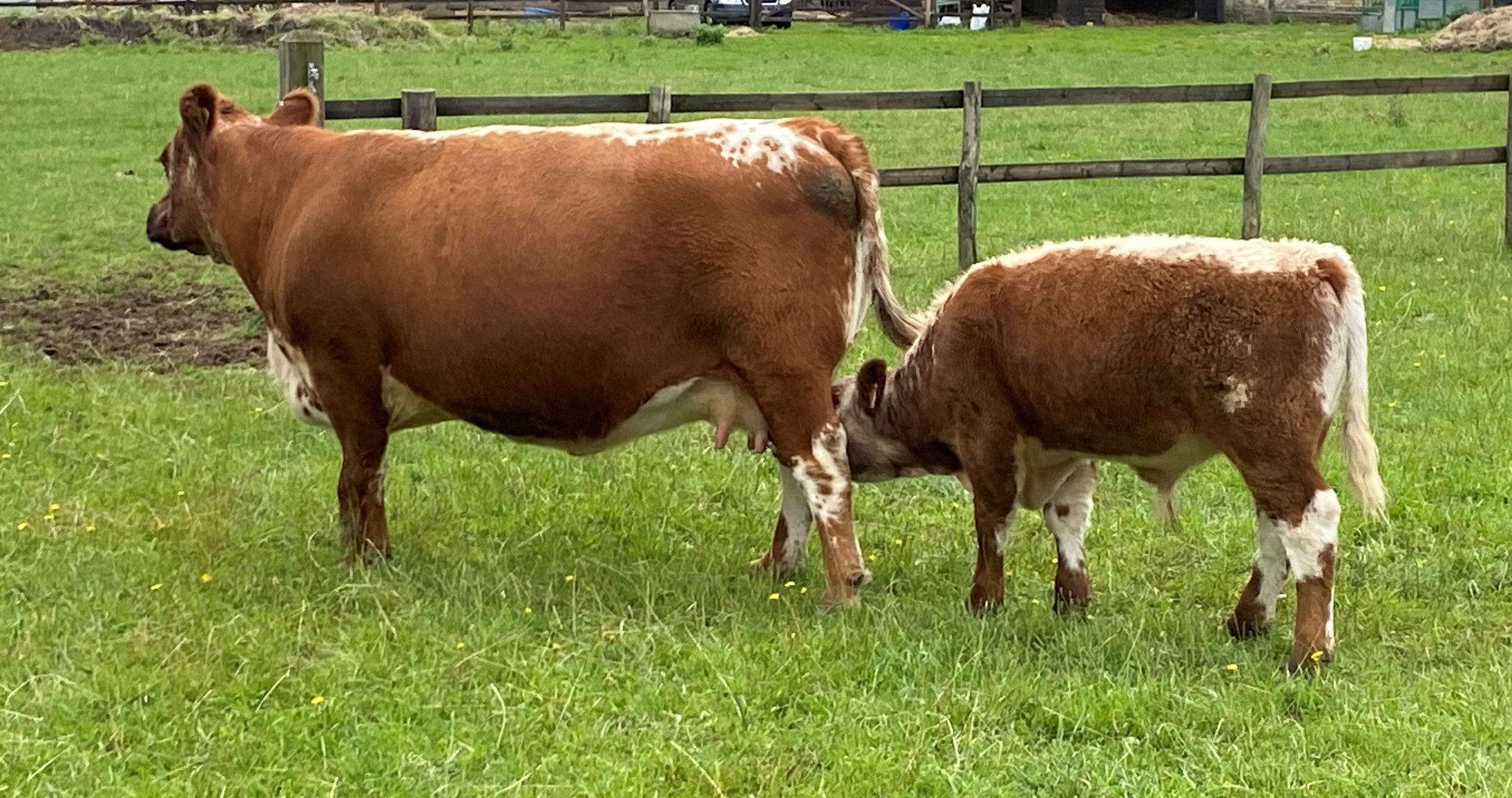 Virtual Show 2023 Results — Riggit Galloway Cattle Society