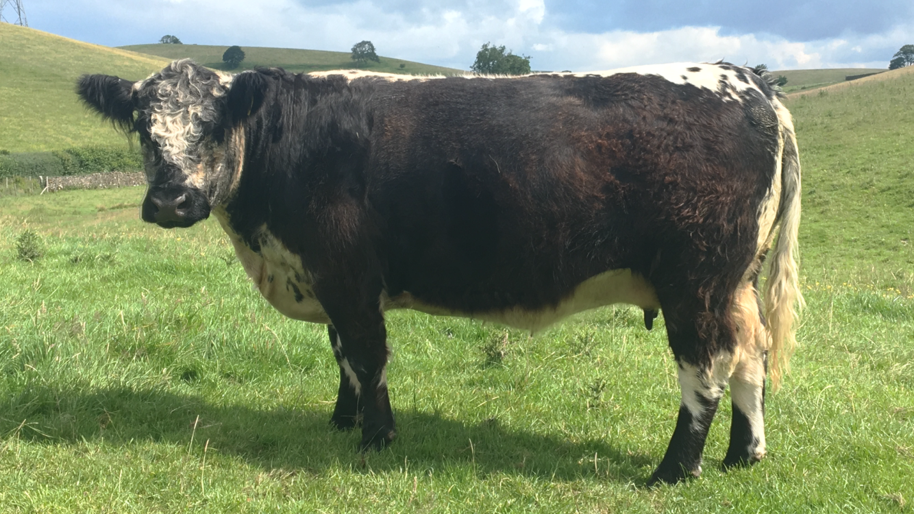Virtual Show 2023 Results — Riggit Galloway Cattle Society