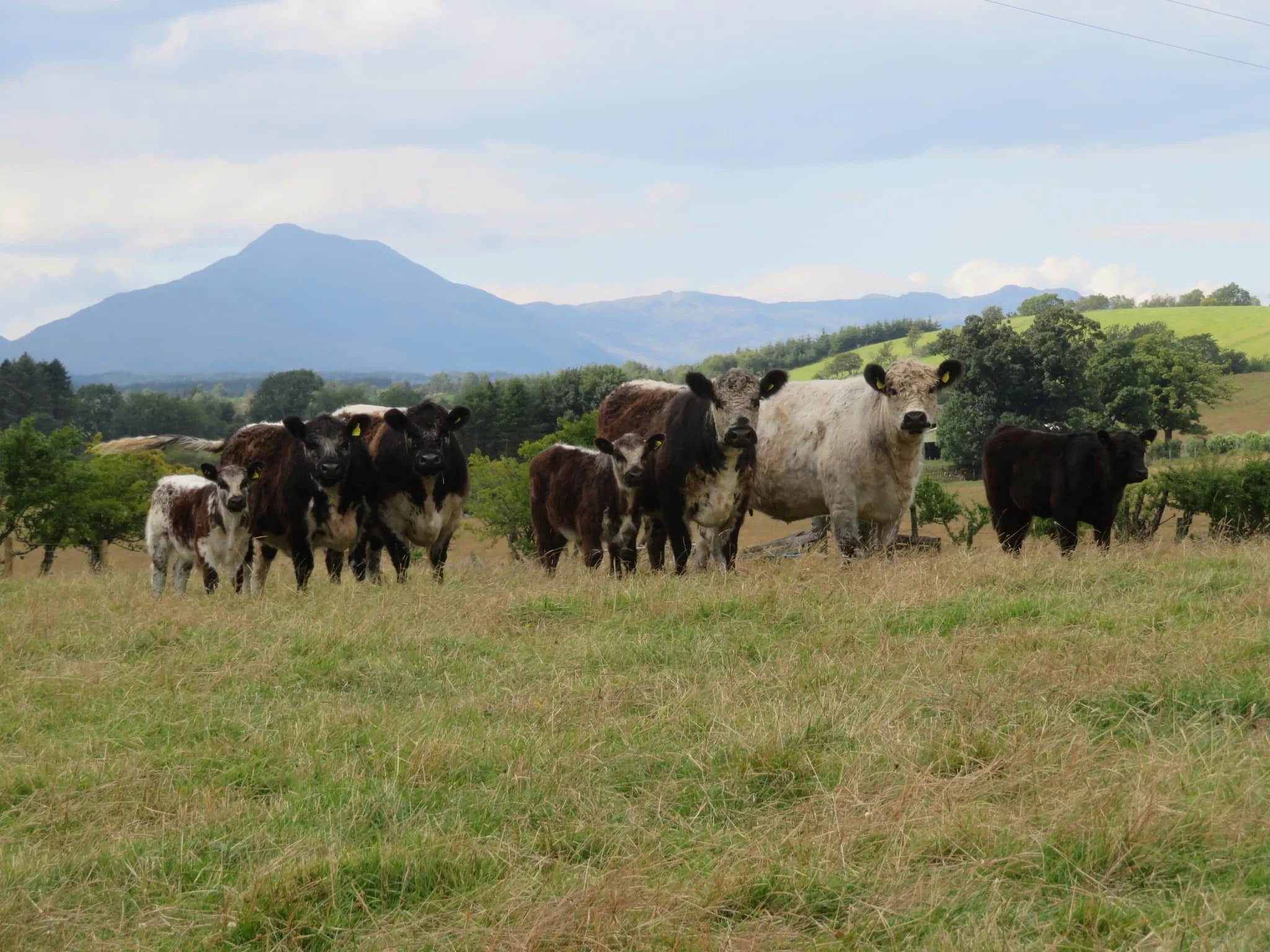 Newsletter Winter 2022 — Riggit Galloway Cattle Society