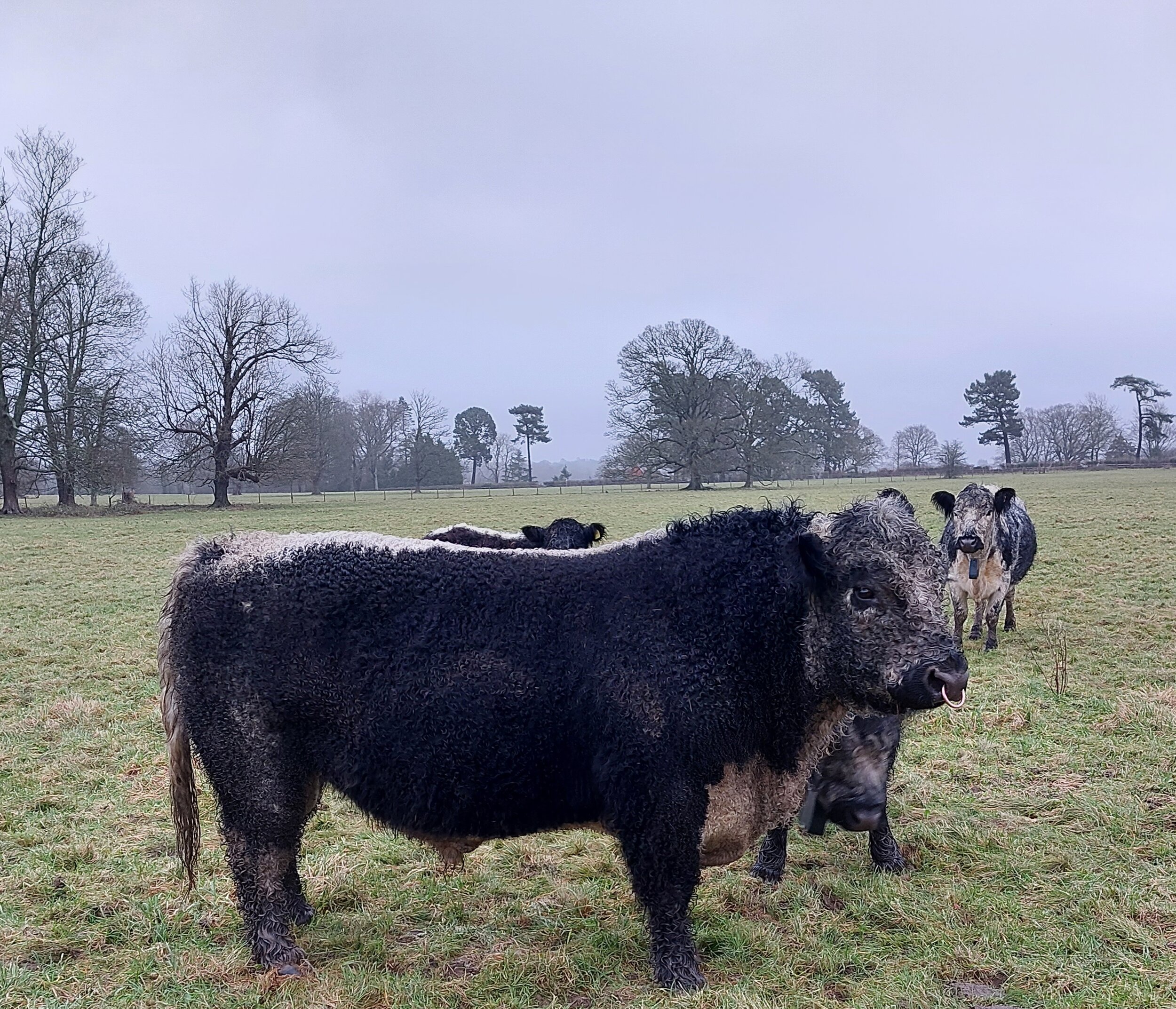 Cattle for Sale — Riggit Galloway Cattle Society