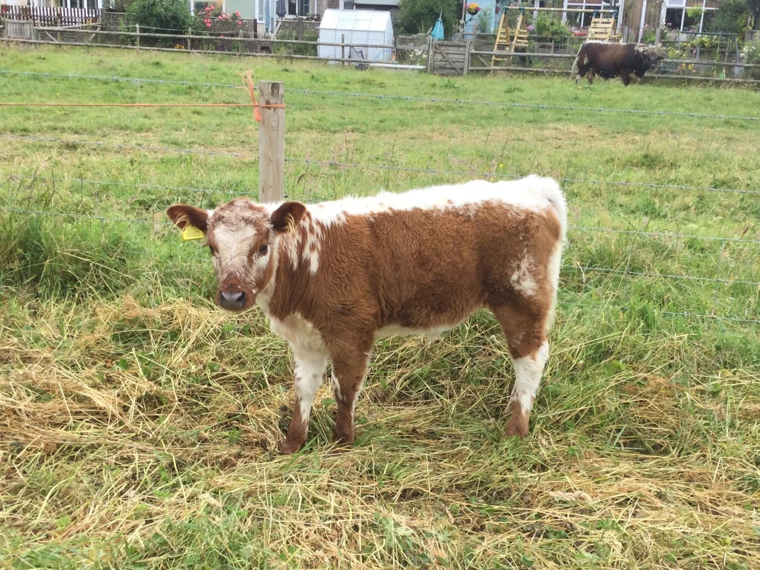 Cattle for Sale — Riggit Galloway Cattle Society