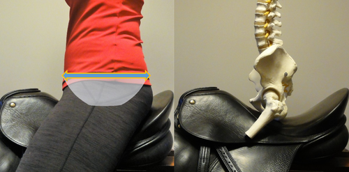 Pelvic Balance for Riders part 1: Finding your Pelvic Neutral — ON COURSE