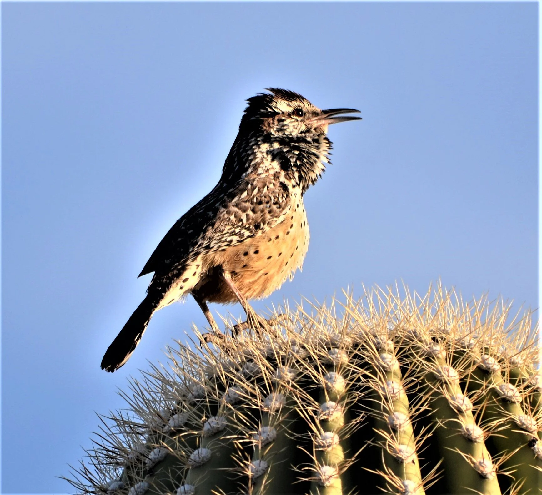Field Trips — Maricopa Audubon Society