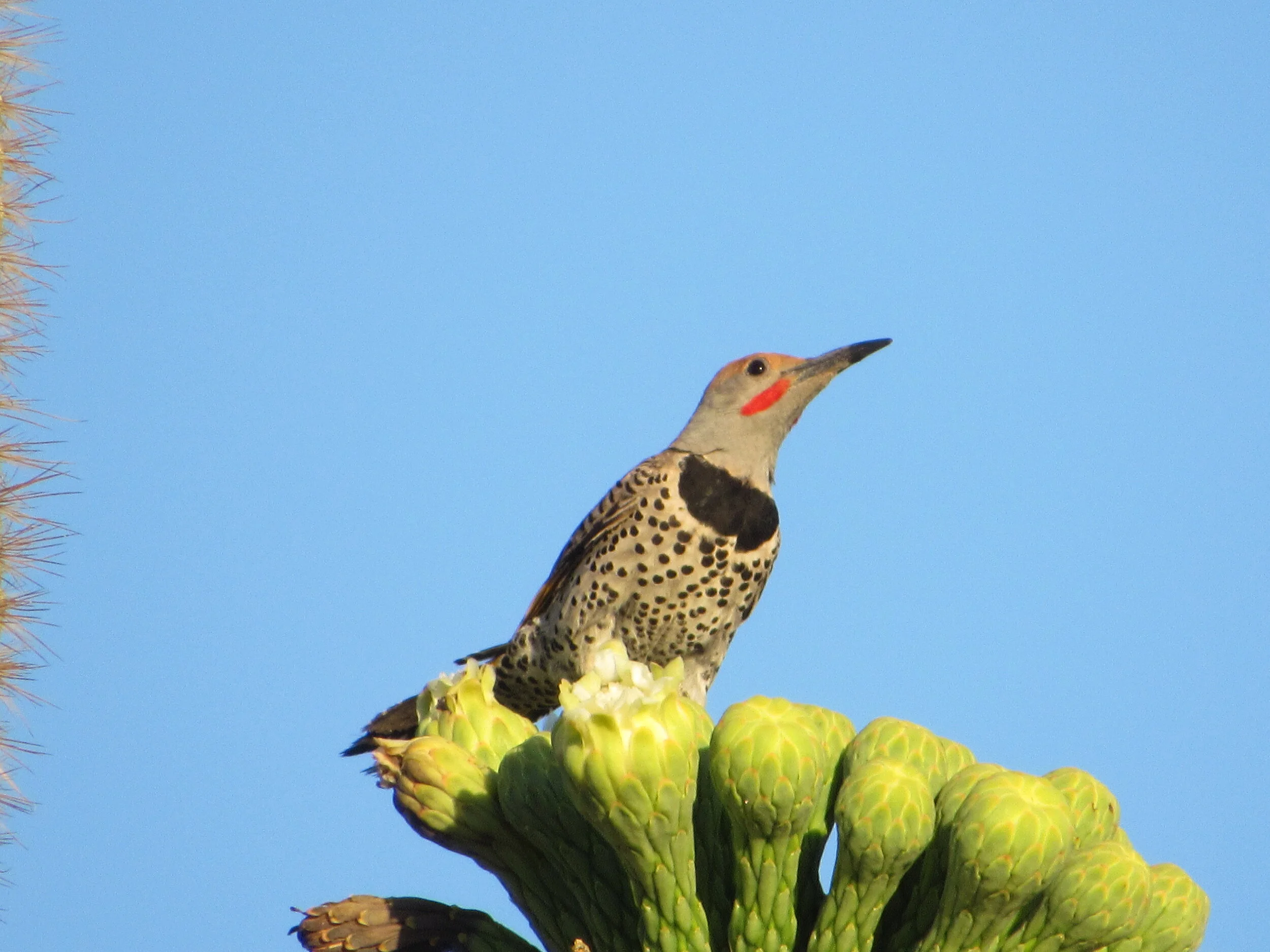 Maricopa Audubon Society