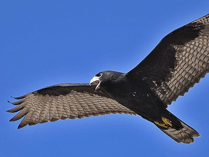 Field Trips — Maricopa Audubon Society