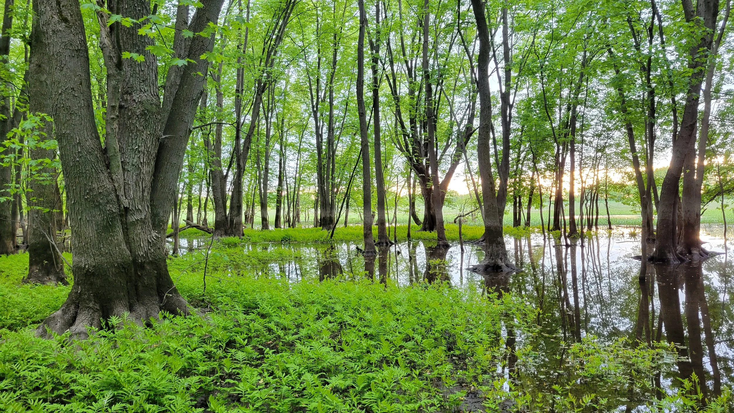 News — Endangered Ecosystems Alliance