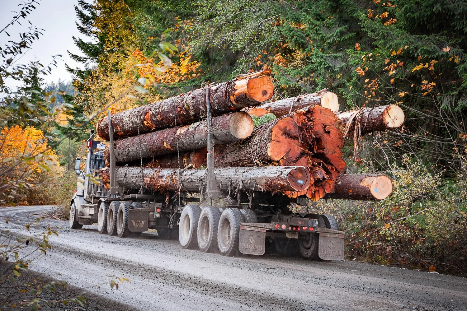 Media Release: $1.2B Federal Forestry Funding Is BC’s Chance to Future ...