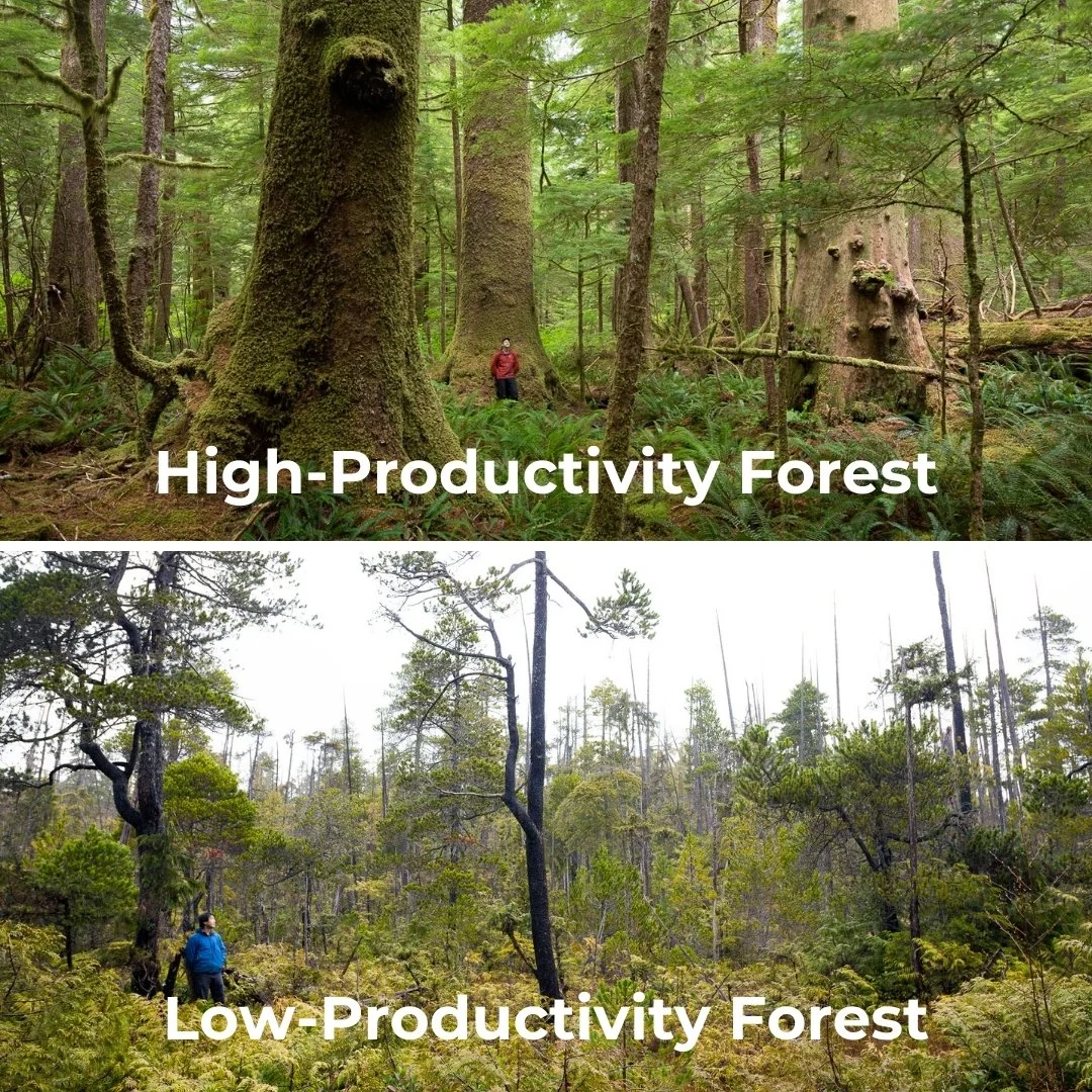 Forest Productivity and the Biodiversity and Ecosystem Health Framework ...