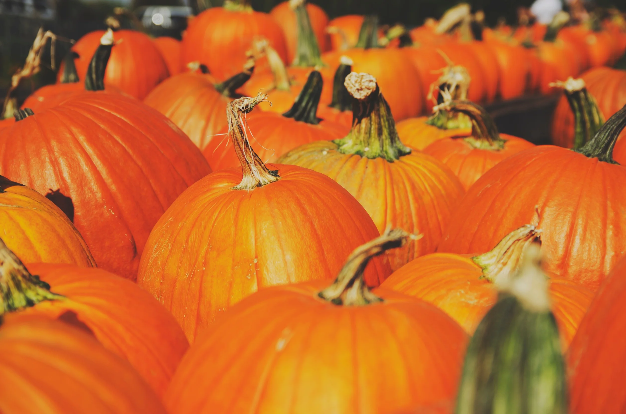 SEASON — BALLINGER FARM