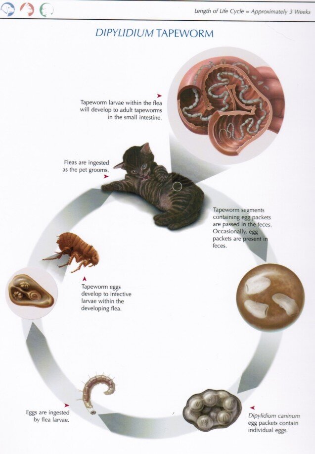 Flea Tapeworm Egg