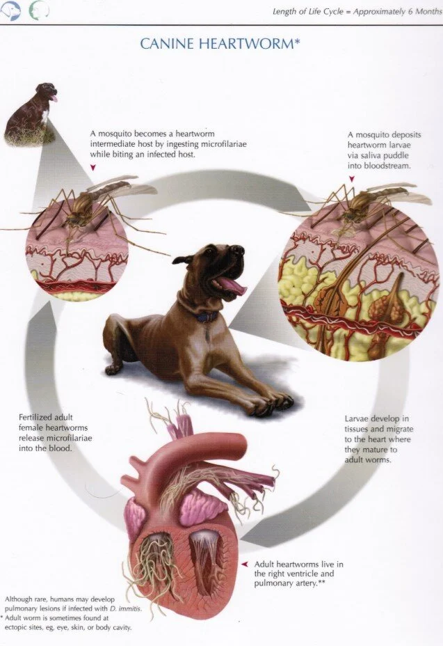 What Is The Life Cycle Of Roundworms In Dogs