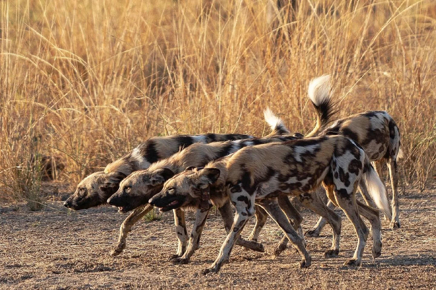 Kenya — Wander Africa