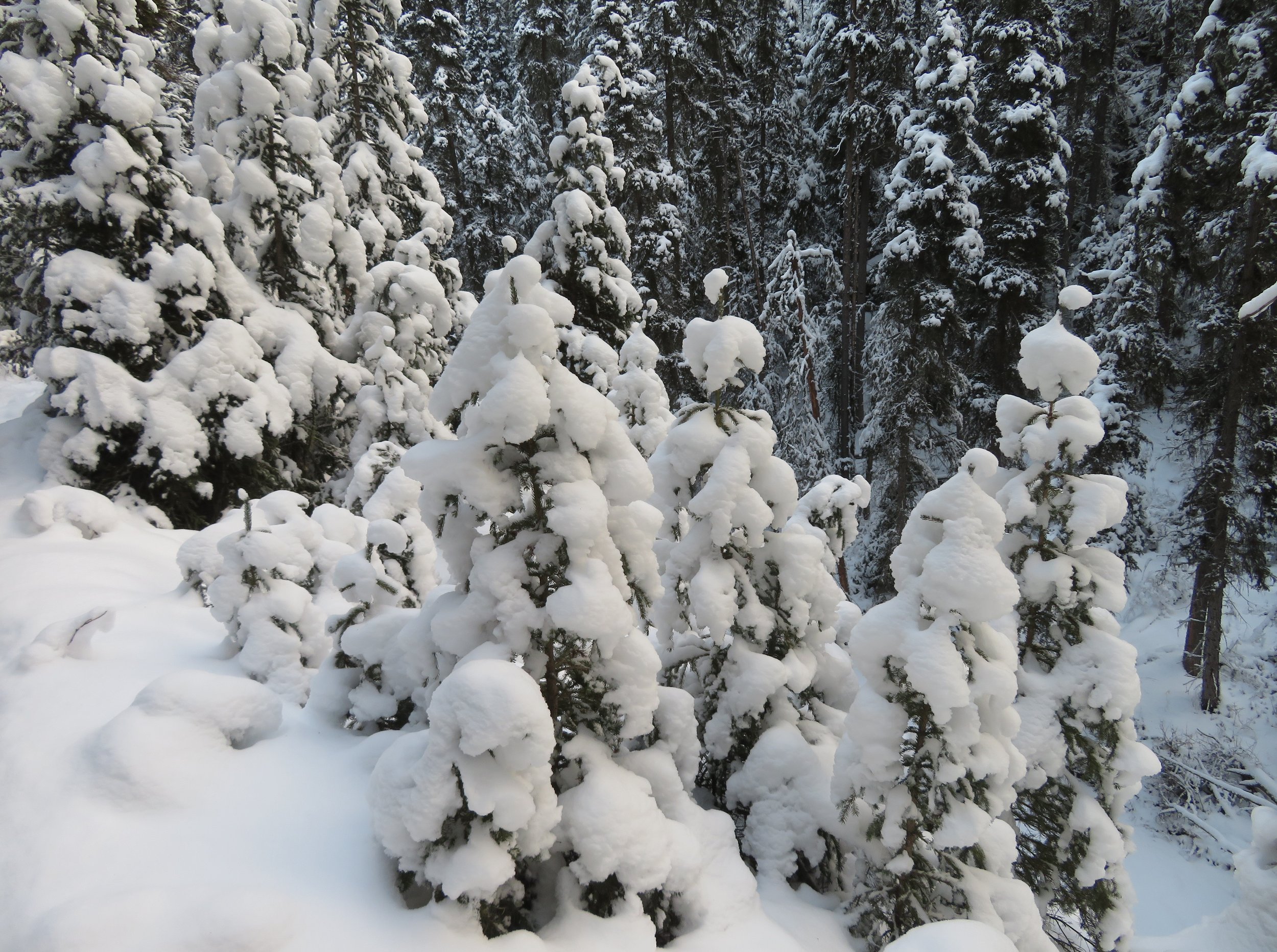 What State Boasts the World's Record for the Largest Snowflake ...