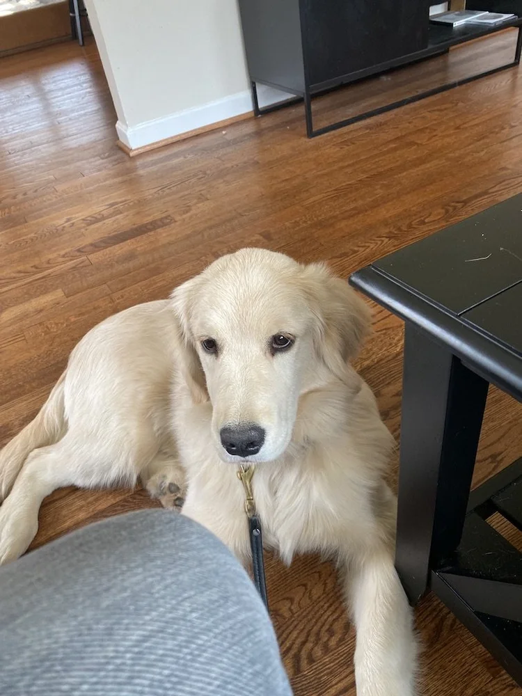 Dog Trainers Arlington VA | In Home Dog Training Northern VA