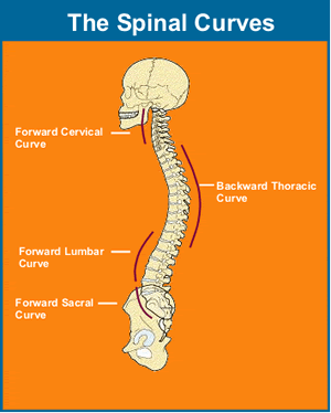 Concave Spinal Cord