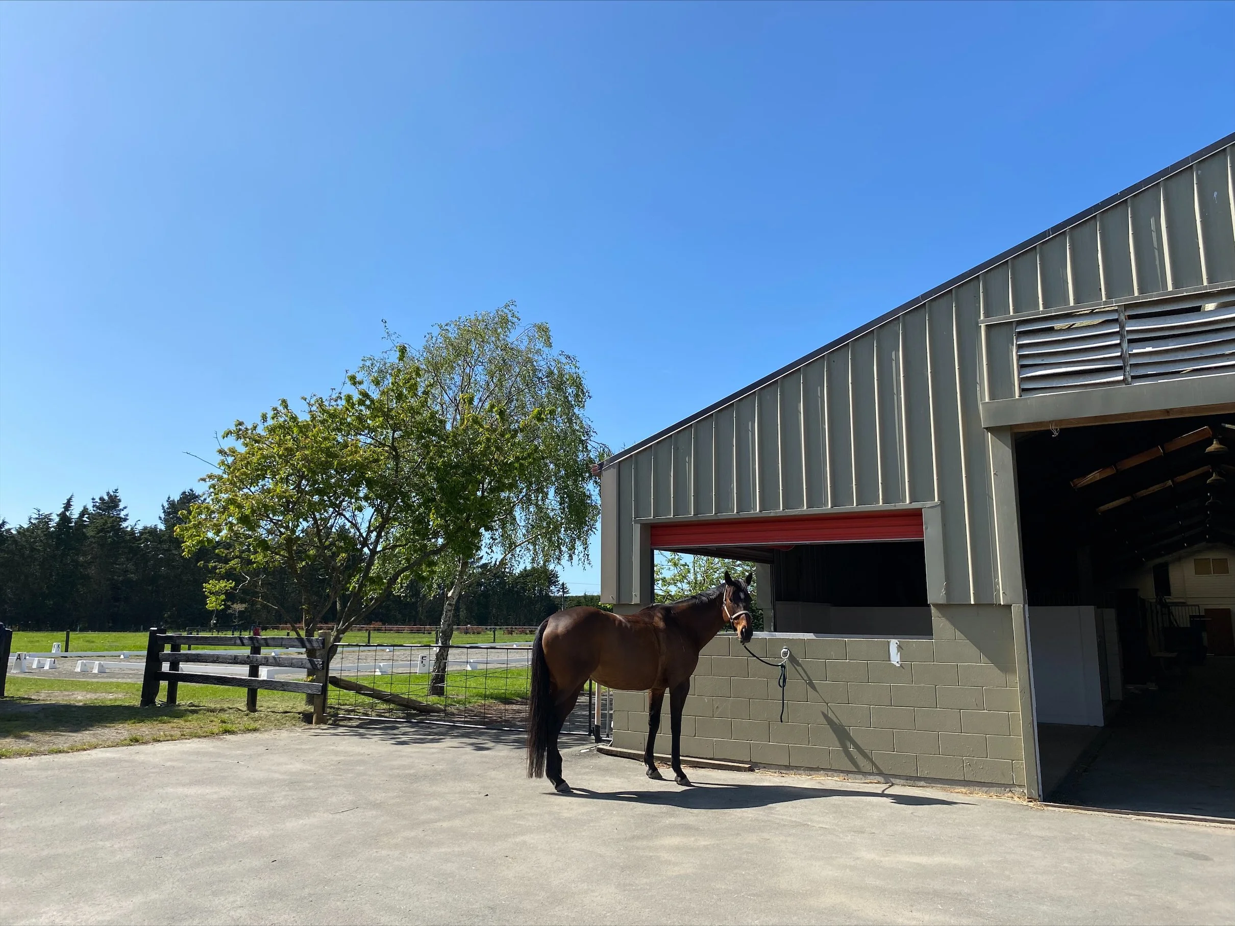 Agistment — EquiTrain NZ