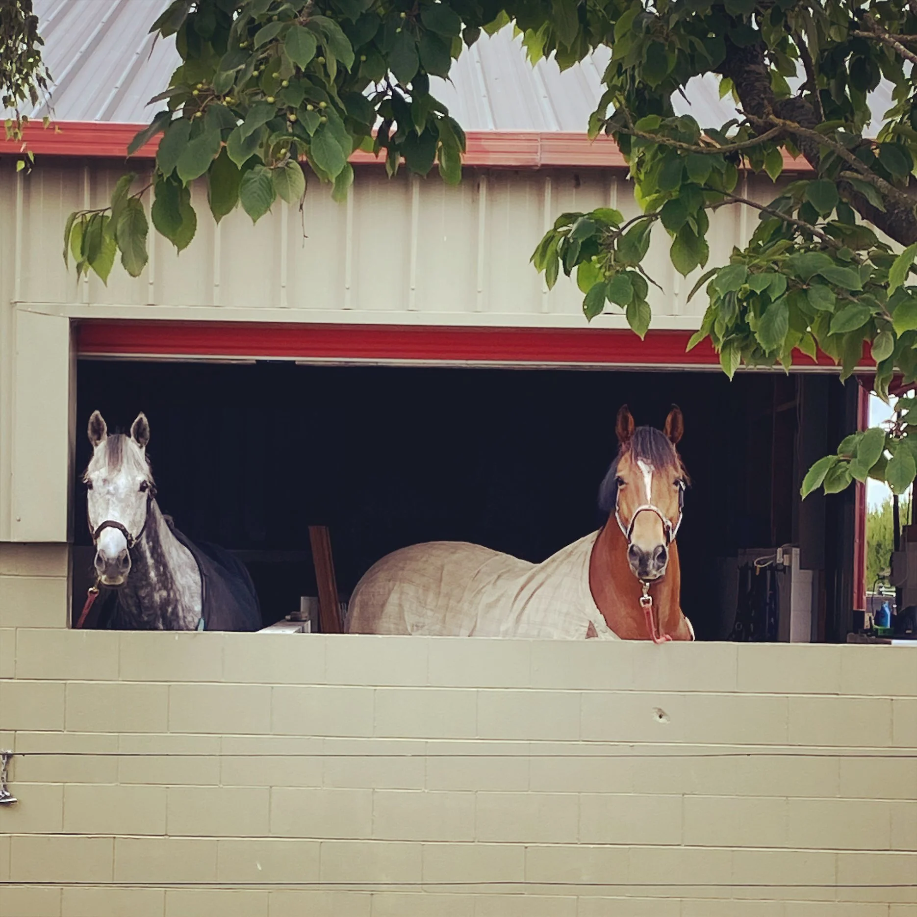 Agistment — EquiTrain NZ
