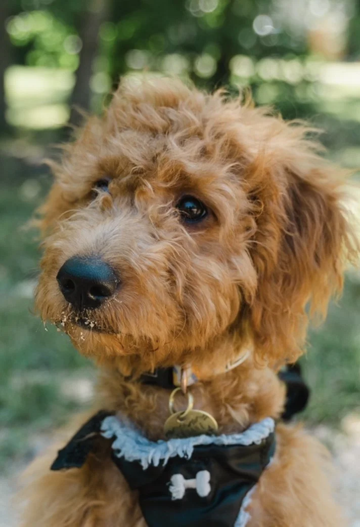 merakitheatre.com — Our Team