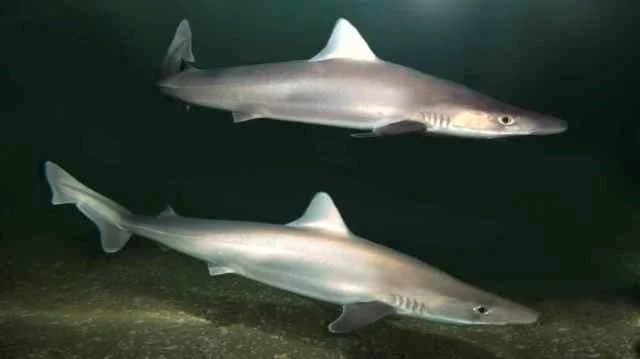 There’s Shark in My Cosmetics?! — WOMEN IN OCEAN SCIENCE