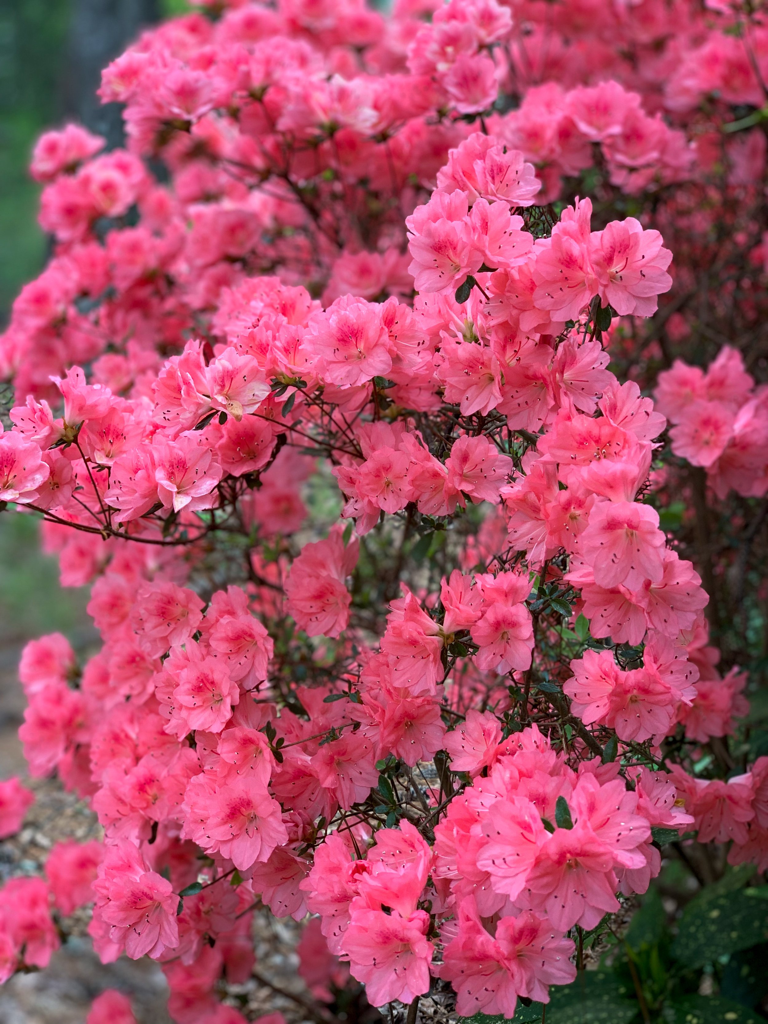 Flower Magick Shop Update Preview — Magick Makers