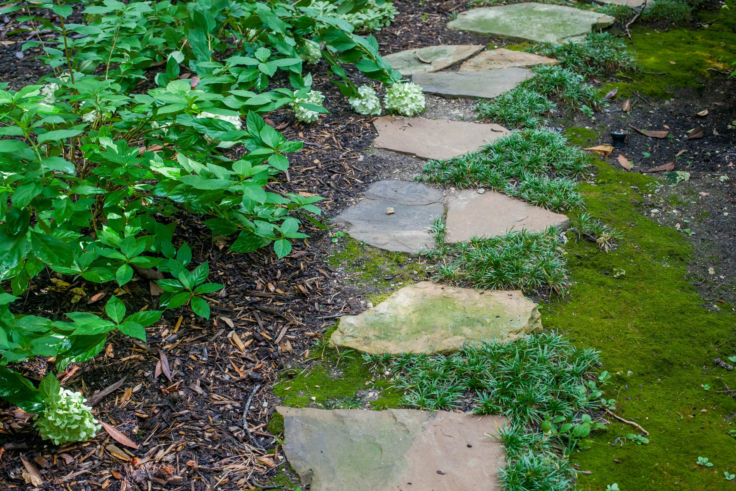 Ravine — Blue Ribbon Lady Landscaping