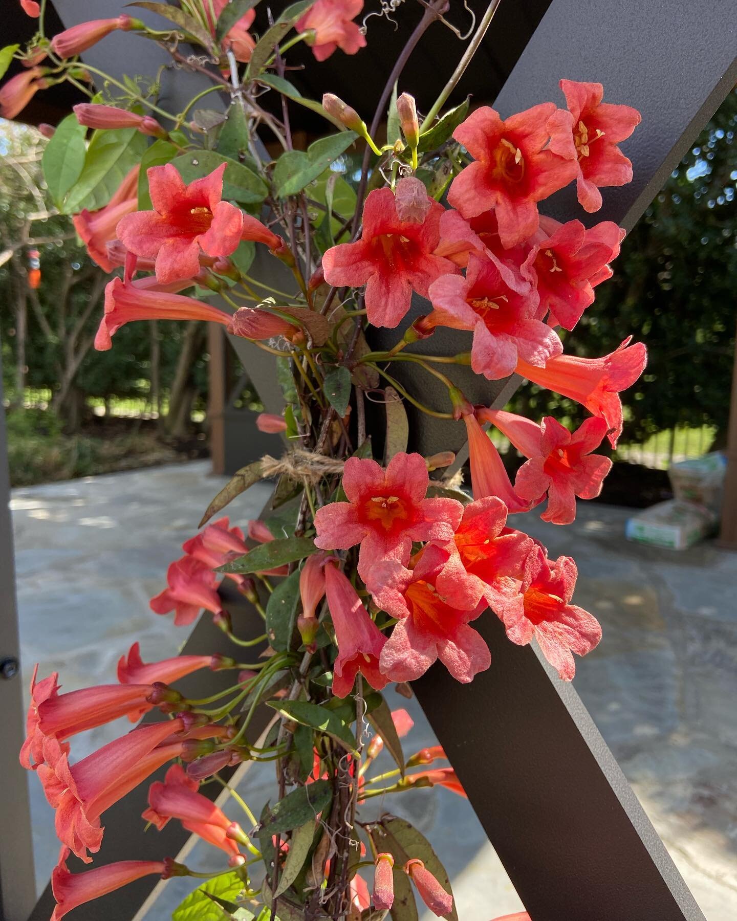 Blue Ribbon Lady Landscaping