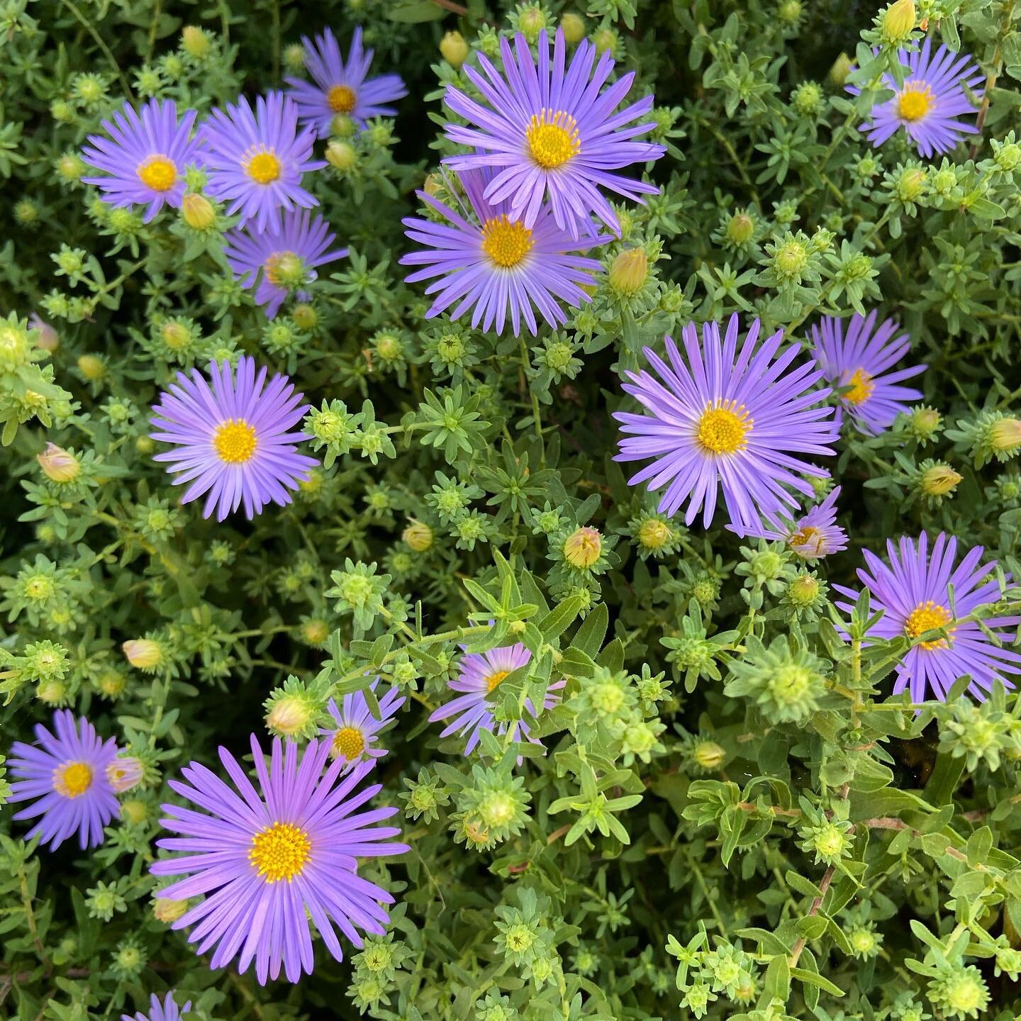 Blue Ribbon Lady Landscaping