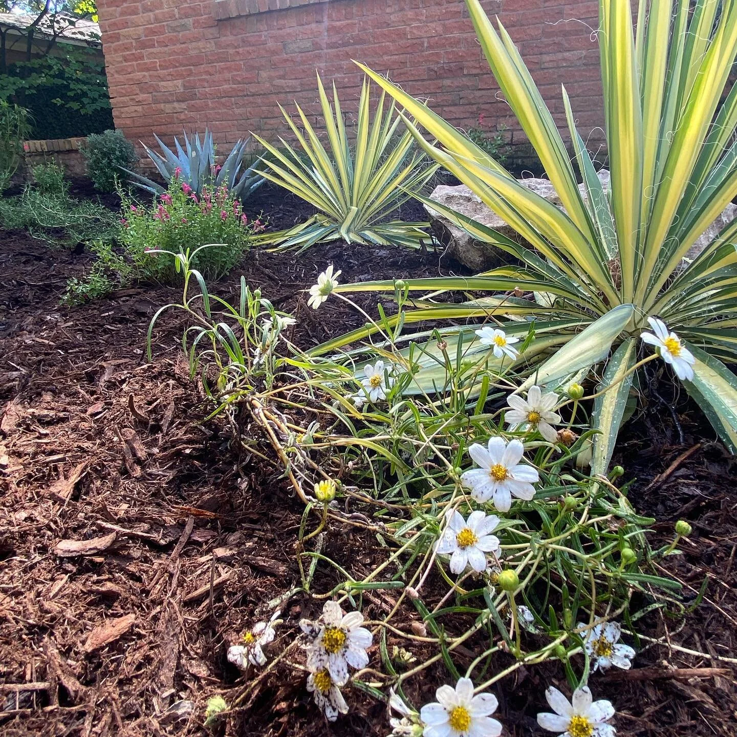 Blue Ribbon Lady Landscaping