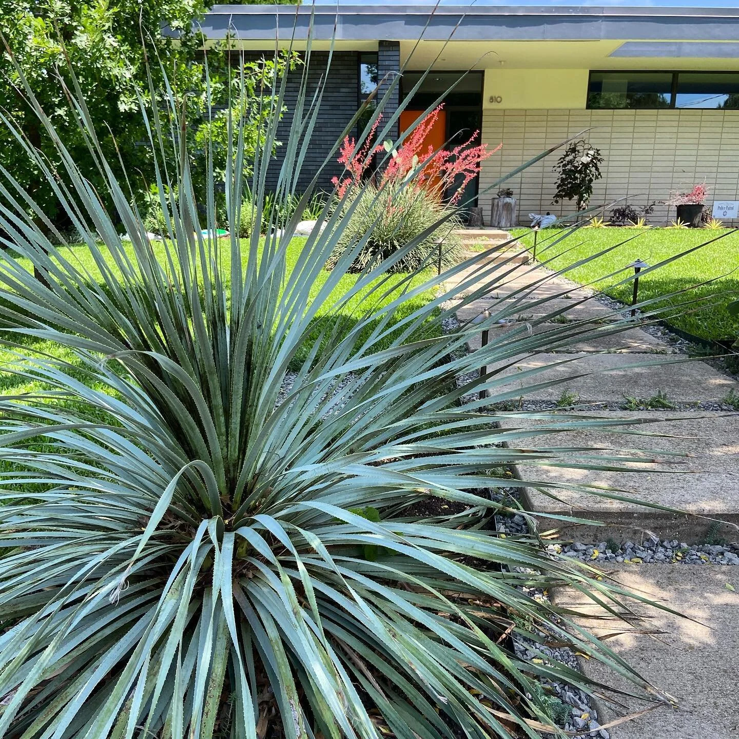 Blue Ribbon Lady Landscaping