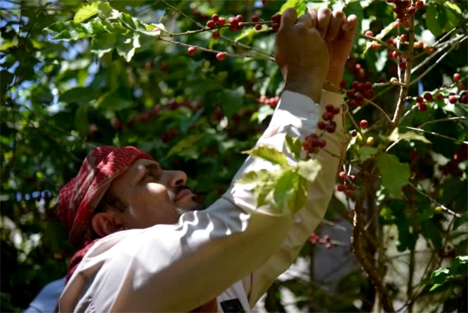 whole bean coffee — Goodman Coffee Roasters