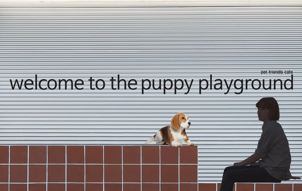 pet friendly cafe . Puppy Playground — mannal