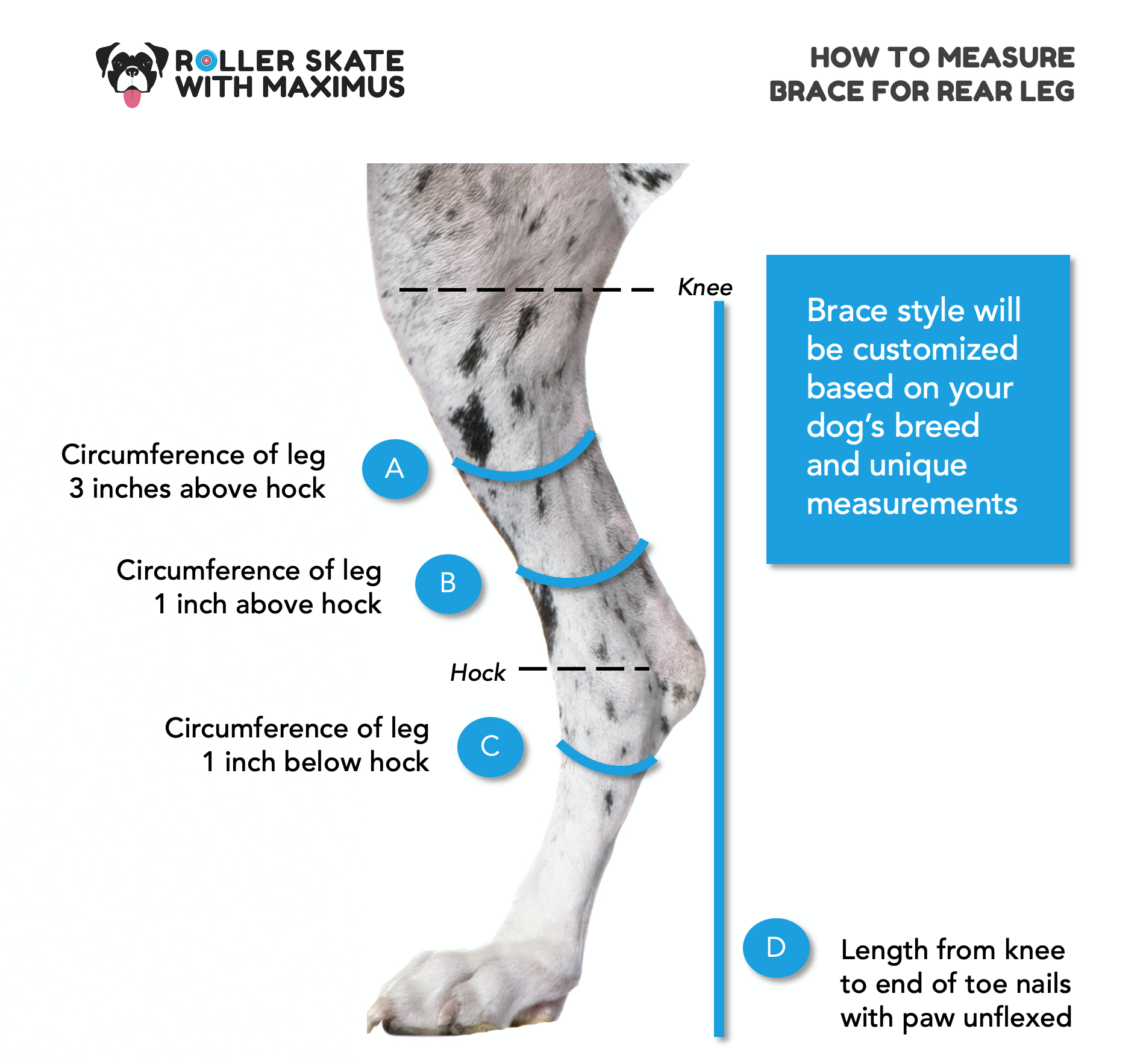 PawsUp Brace — Roller Skate with Maximus
