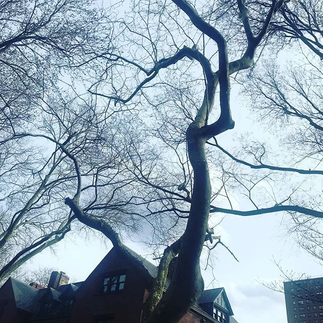 Tender Buttons Press