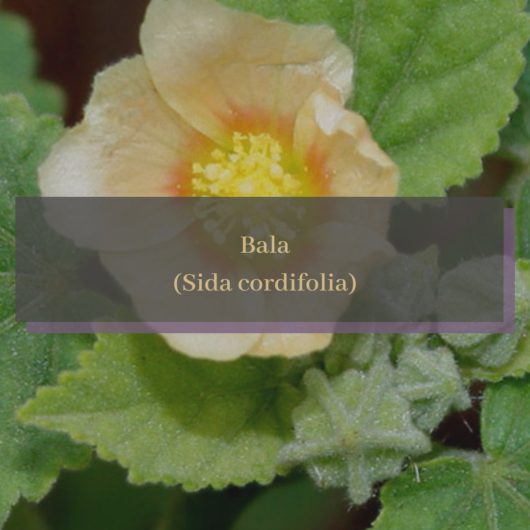 The Ayurvedic Approach to Candidiasis by Scott Gerson, MD, M. Phil ...