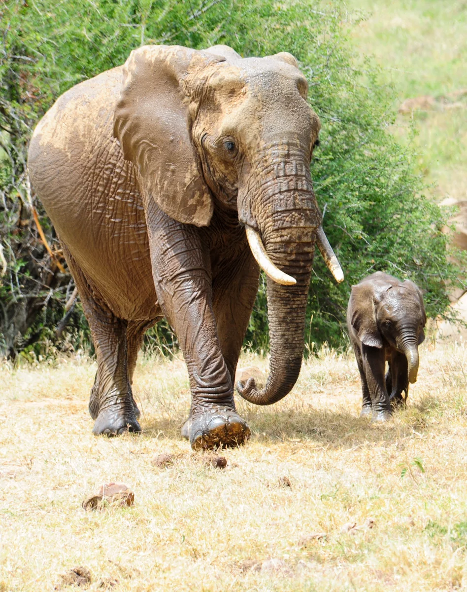 Mammal Pictures — Karisia Walking Safaris