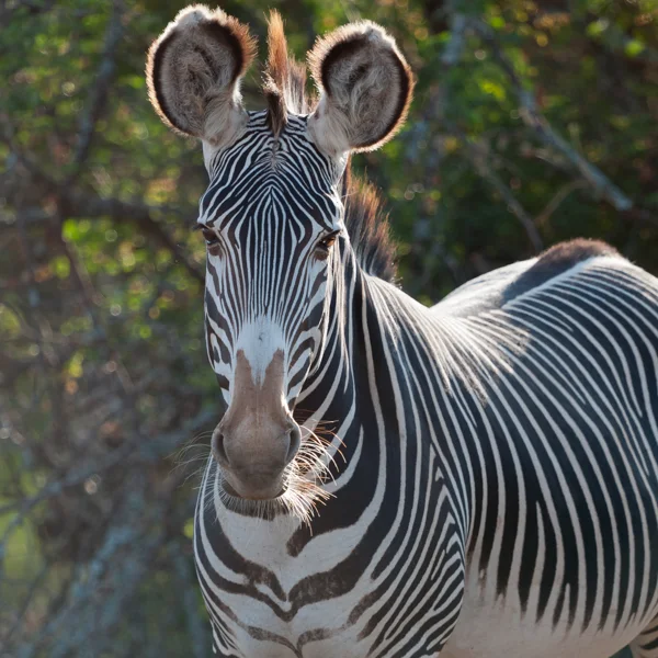 Karisia Walking Safaris