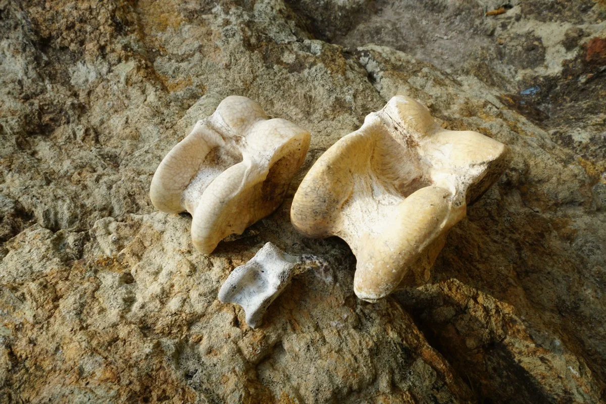 The remarkable significance of a small interesting bone: The Astragalus ...