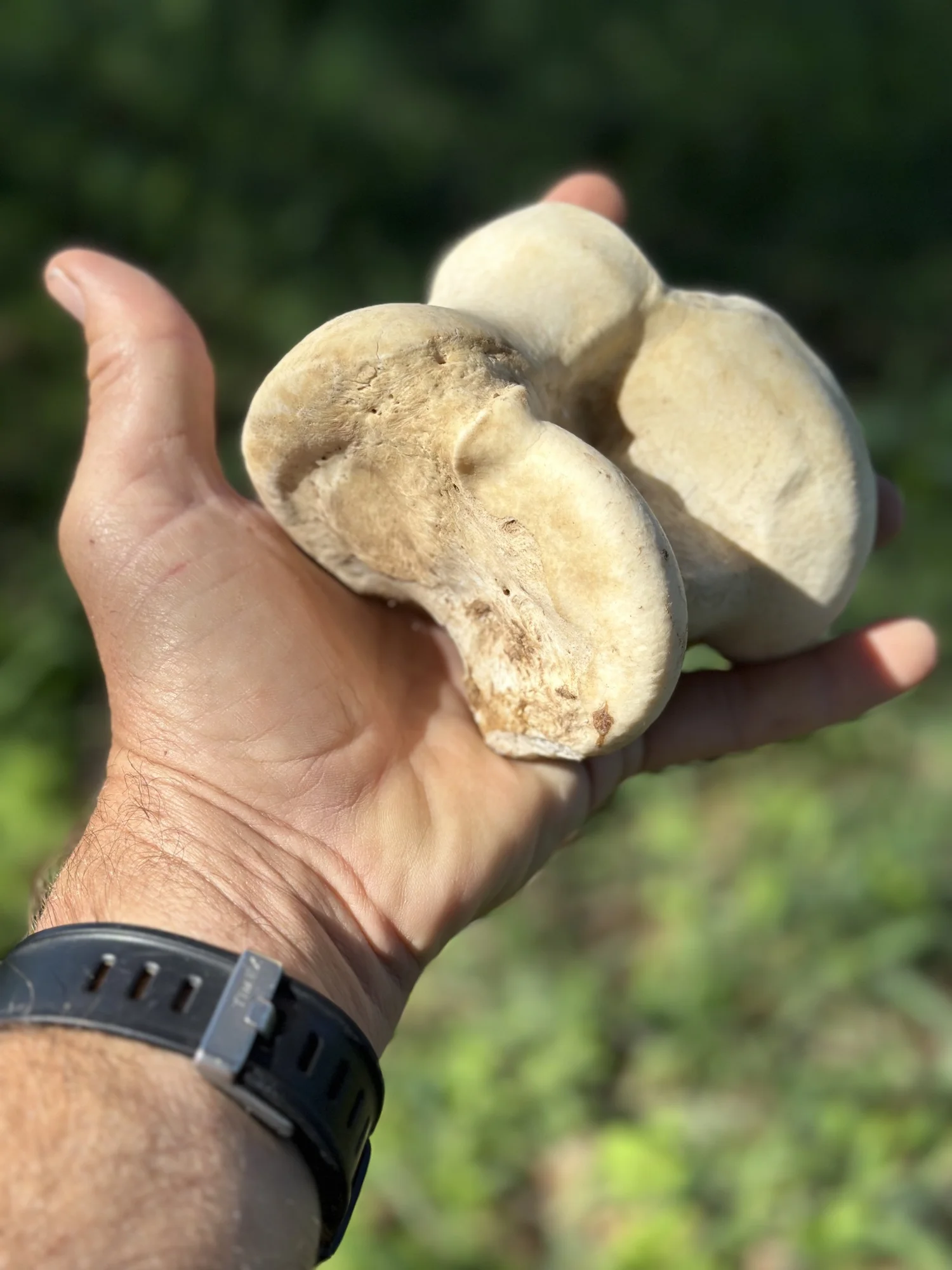 The remarkable significance of a small interesting bone: The Astragalus ...