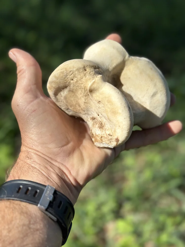 The remarkable significance of a small interesting bone: The Astragalus ...