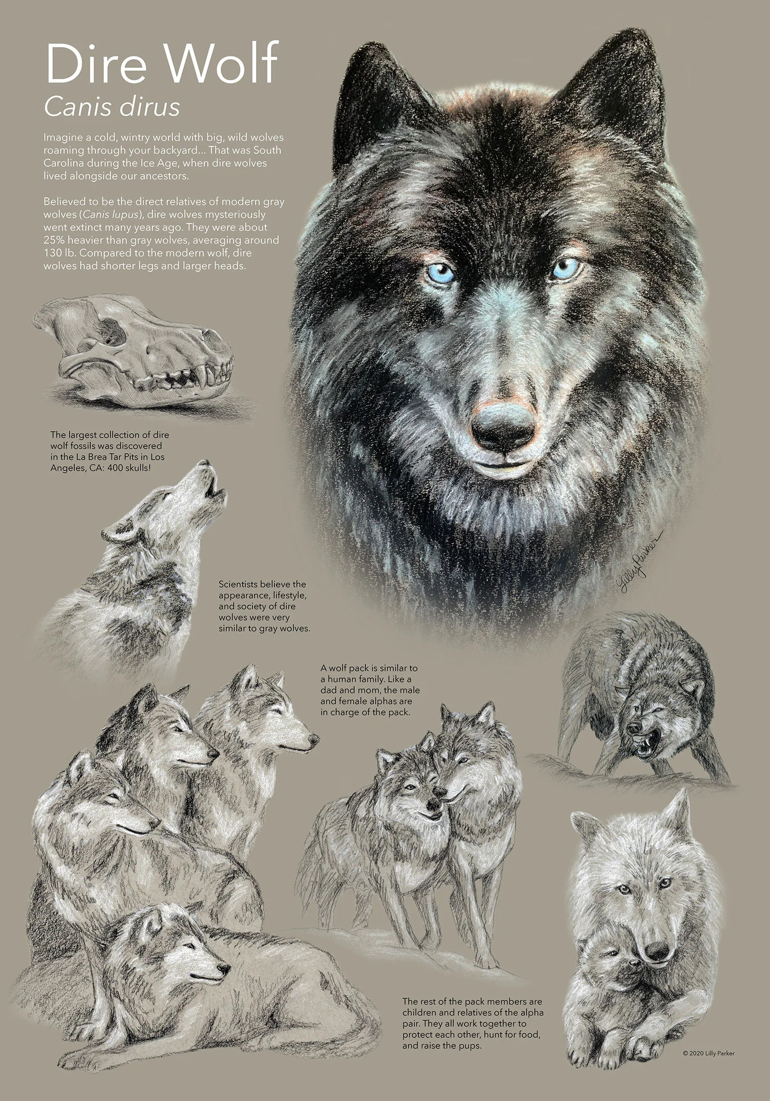 Dire Wolf Compared To Modern Wolf