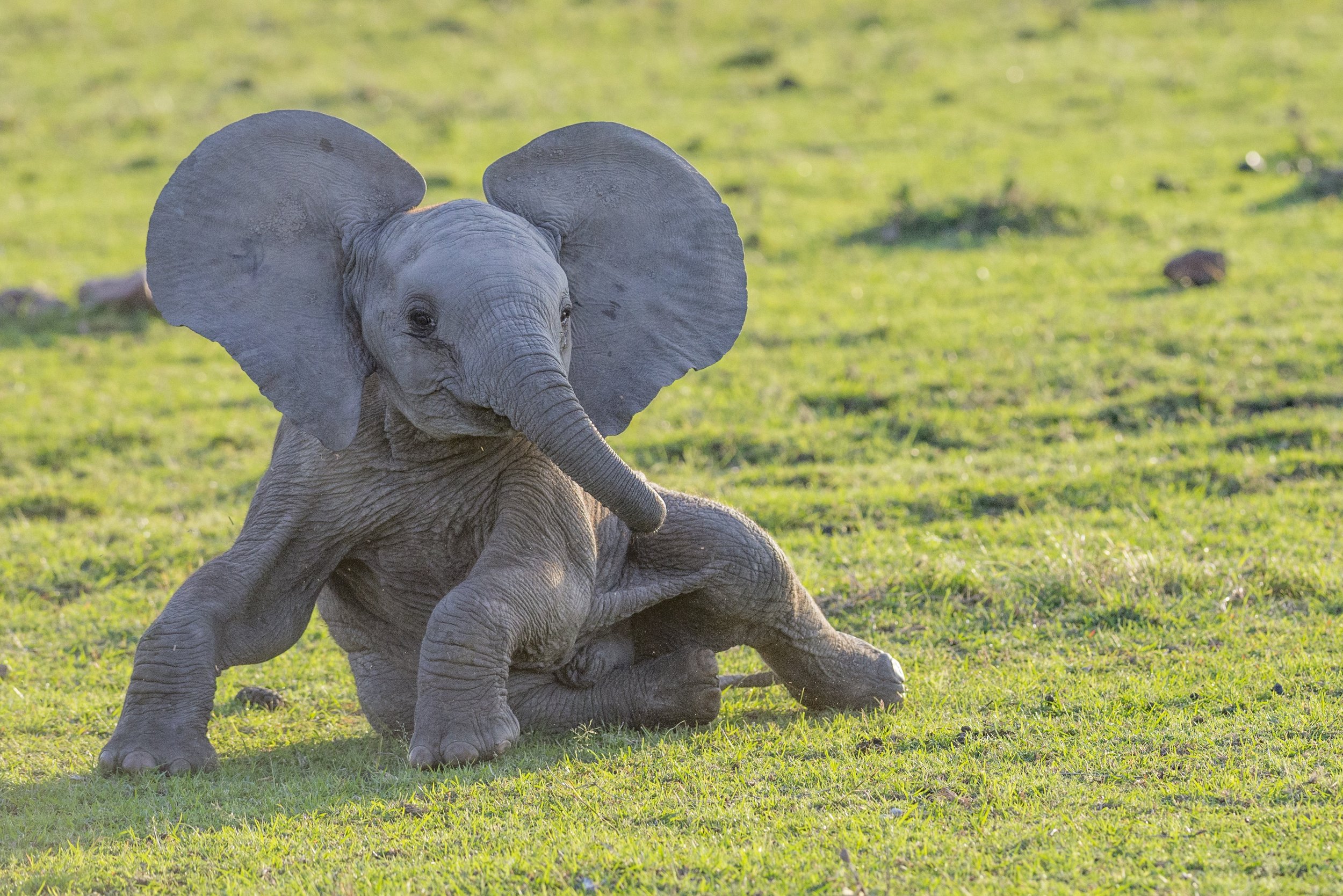EMMA CARSON - Author